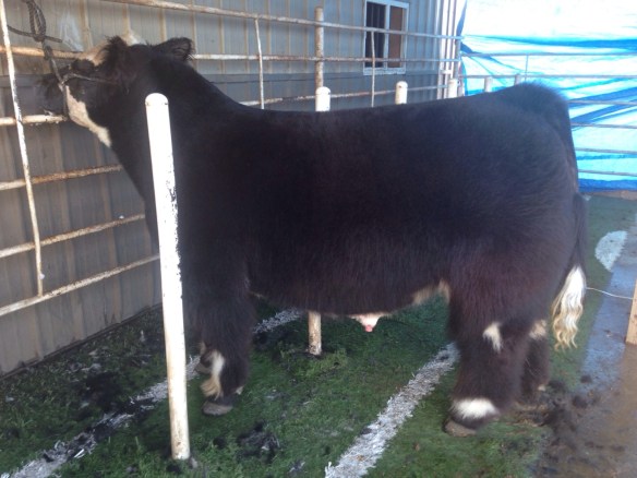 Control Freak | Hot New Sire for 2015!! | Competitive Edge Genetics