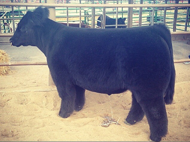 Iager Cattle Company – Oklahoma | Competitive Edge Genetics