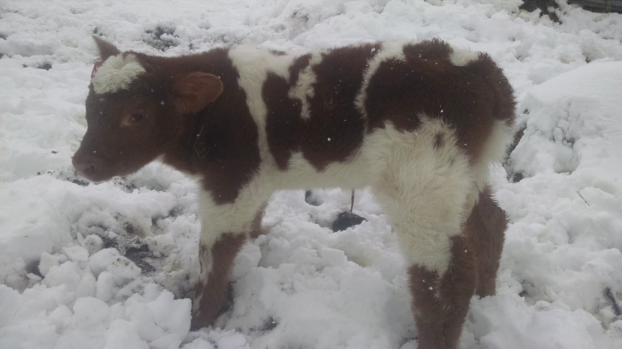 Control Freak – Calf Report | Competitive Edge Genetics