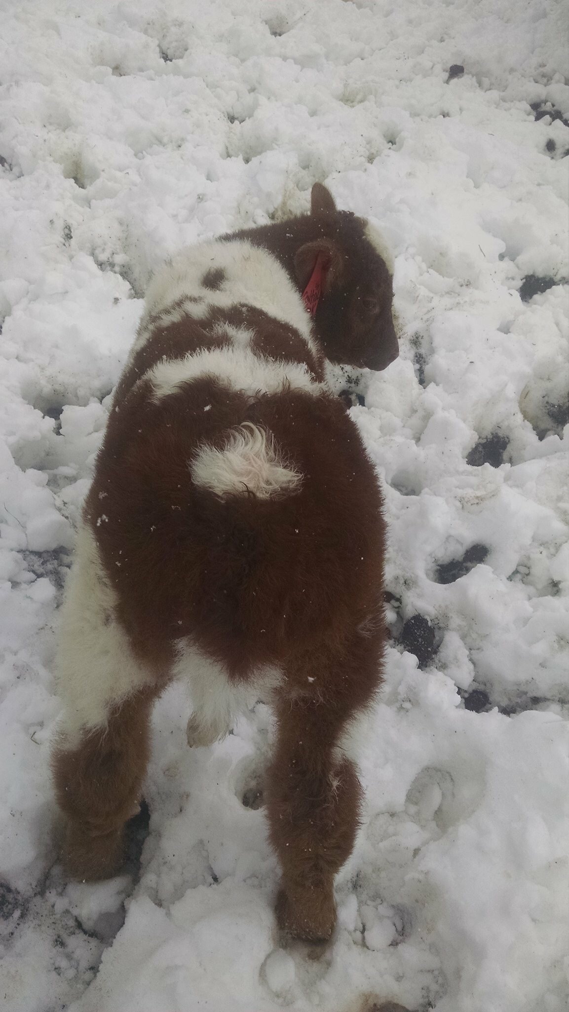 Control Freak – Calf Report | Competitive Edge Genetics