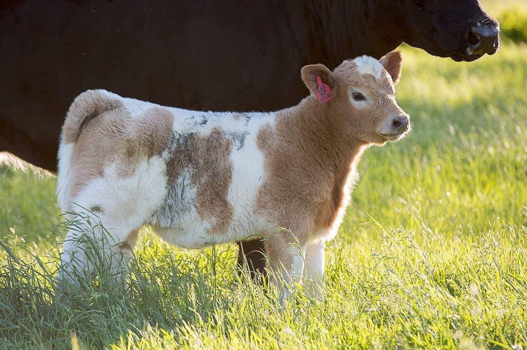 Priest Show Cattle – Texas | Competitive Edge Genetics