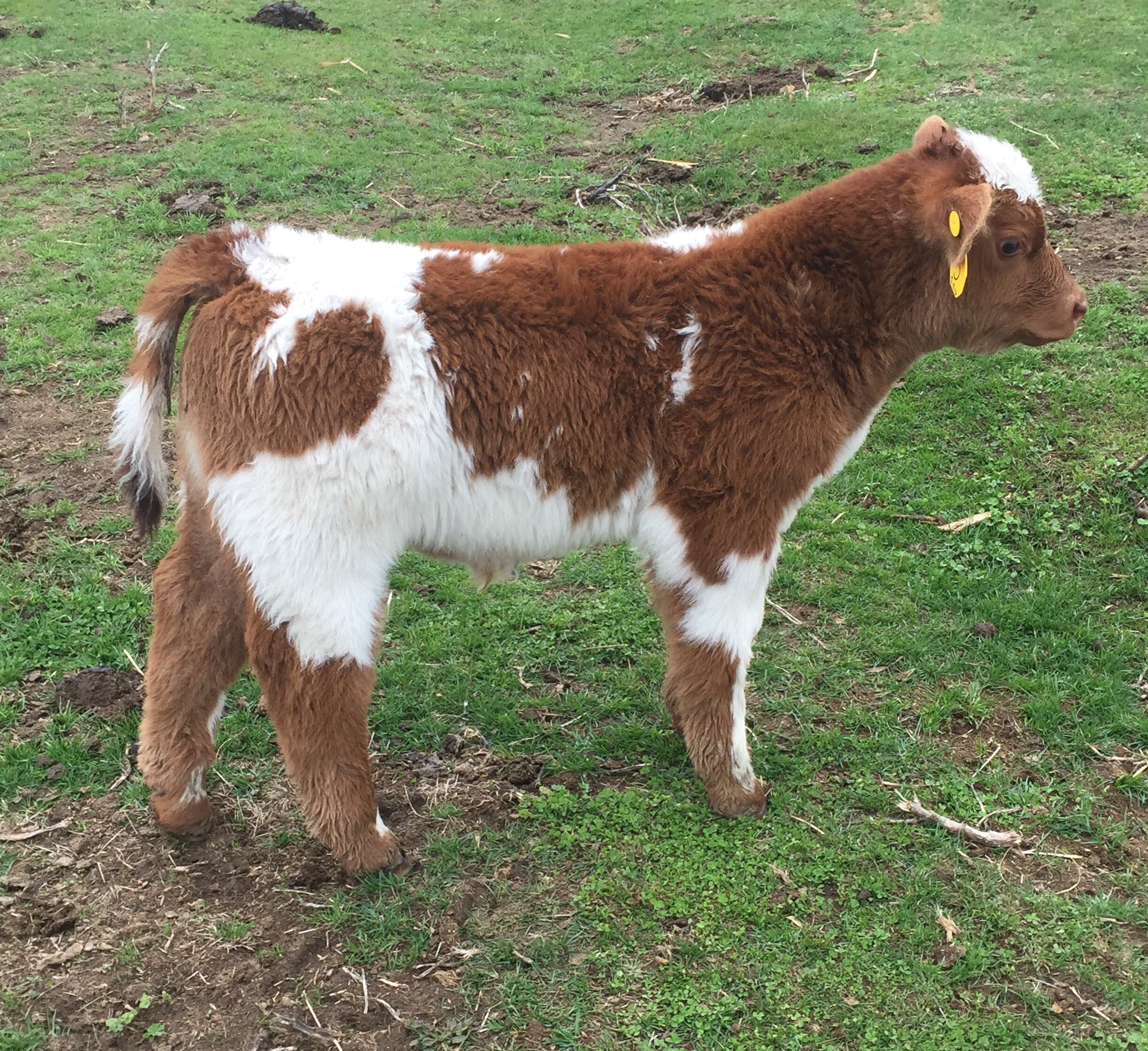 Johnston Farms – Ohio | Competitive Edge Genetics