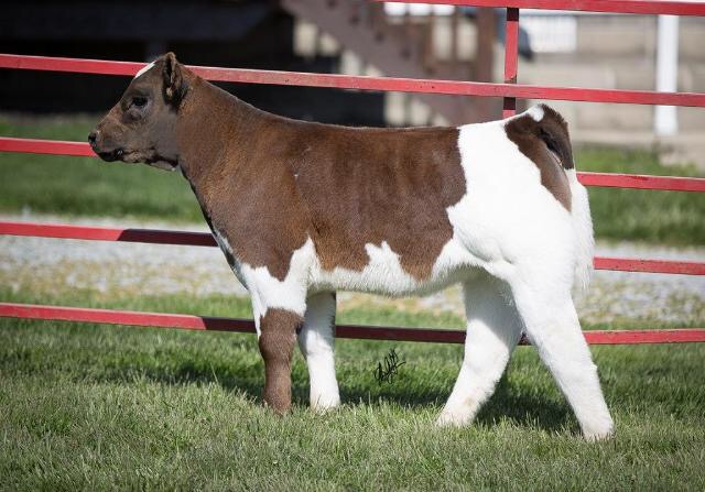 The Cattle Co – Ohio | Competitive Edge Genetics