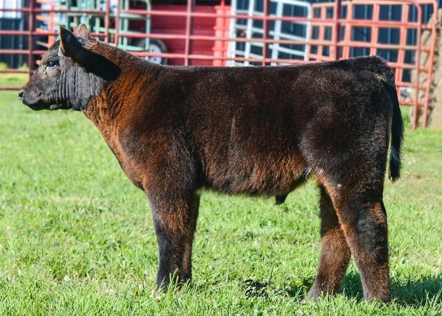 Cluxton Family Cattle – Ohio | Competitive Edge Genetics