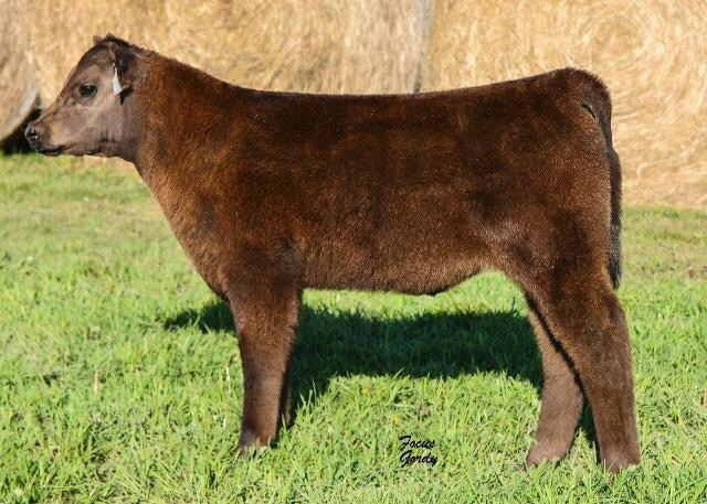 Cluxton Family Cattle – Ohio | Competitive Edge Genetics