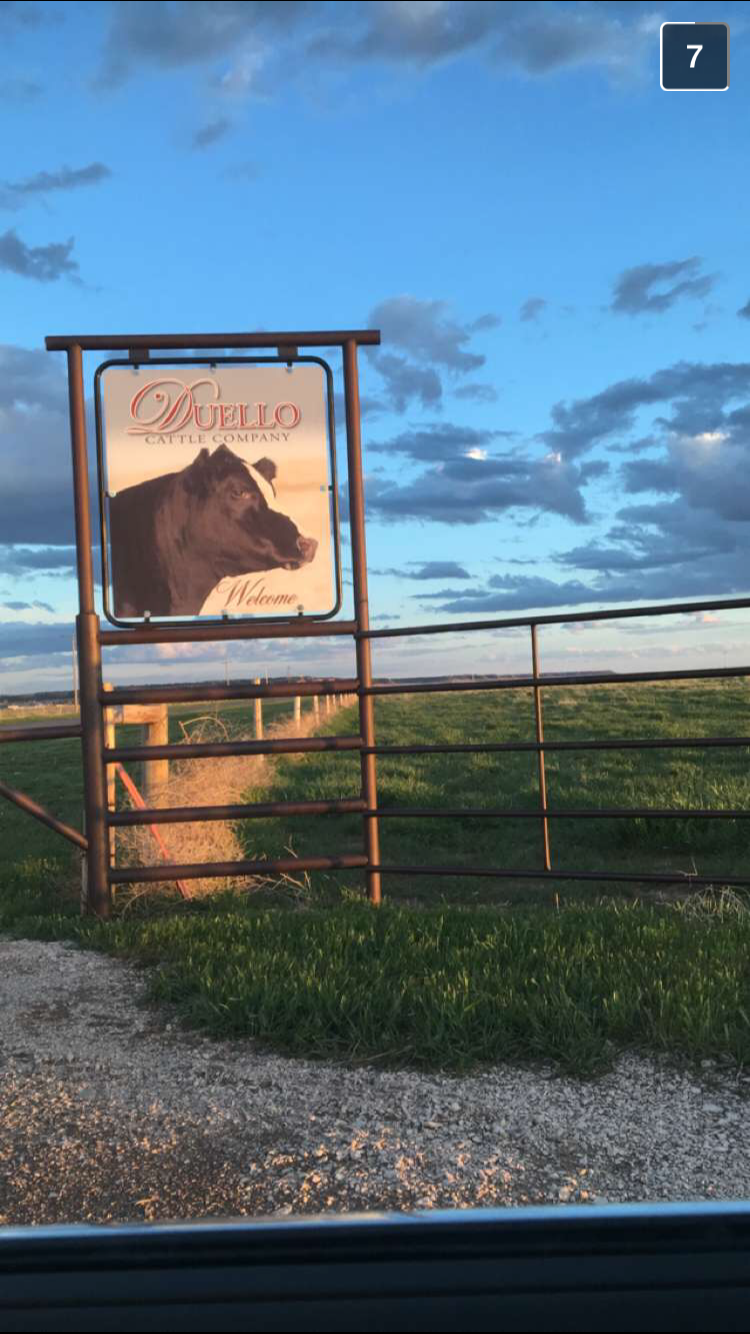 Duello Cattle Company – Wyoming | Competitive Edge Genetics