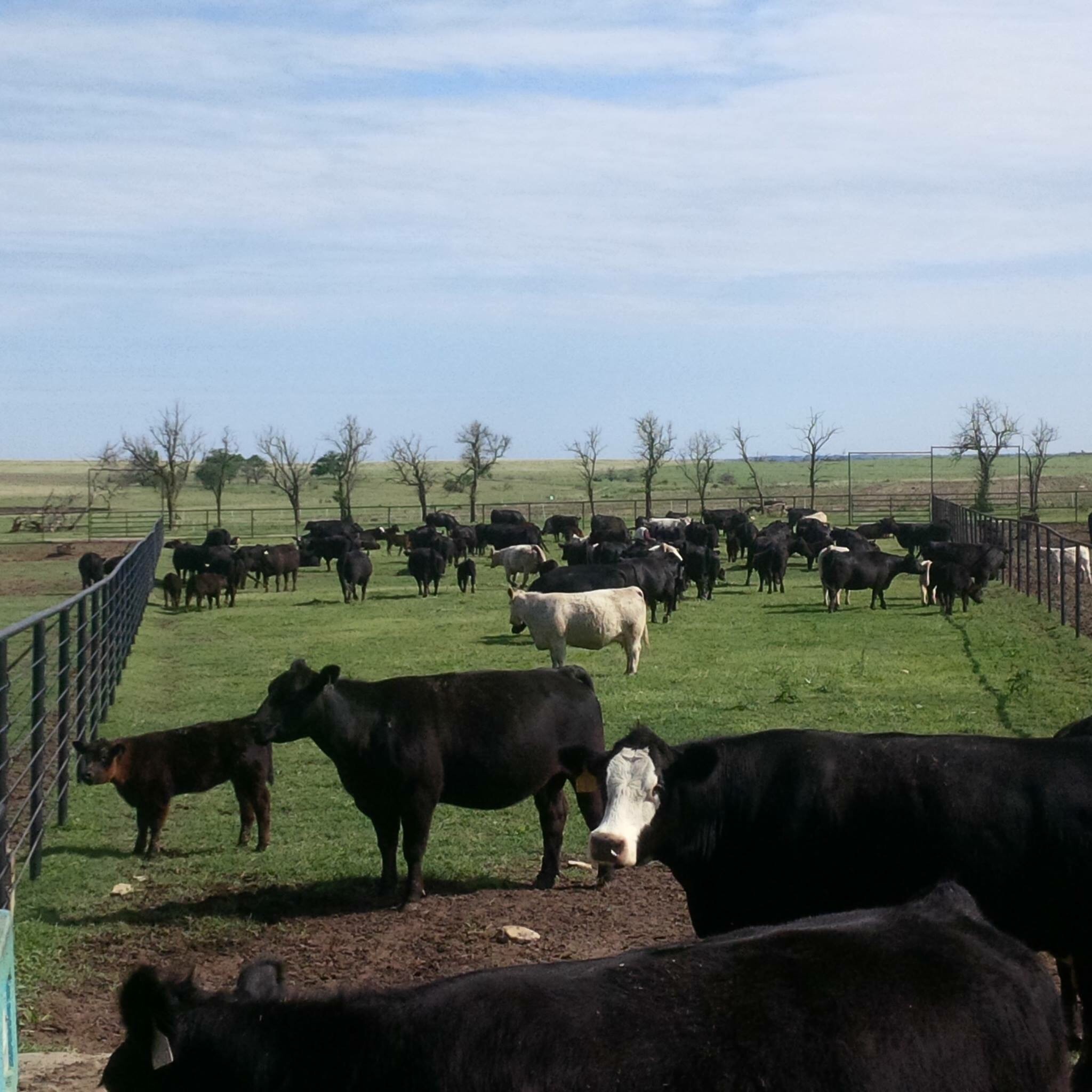 Miller Cattle Company – Kansas | Competitive Edge Genetics