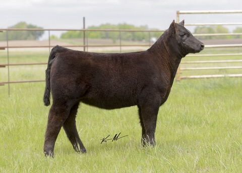 Pesek Cattle Farm – Minnesota | Competitive Edge Genetics