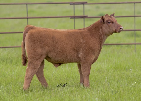 Pesek Cattle Farm – Minnesota | Competitive Edge Genetics