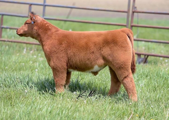 From Thomas Netzke – Minnesota | Competitive Edge Genetics