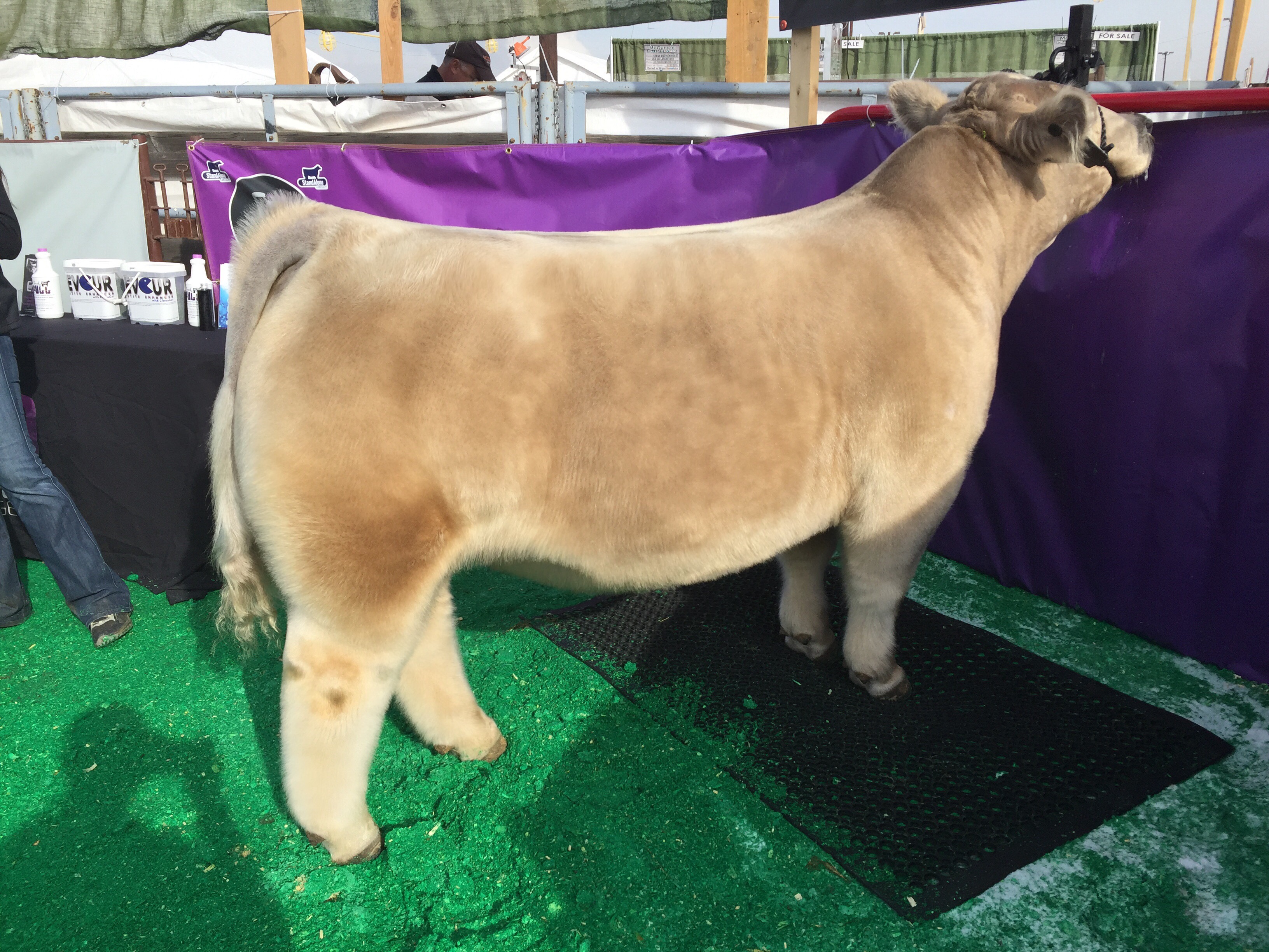 Puff This – Semen Now Available!! | Competitive Edge Genetics
