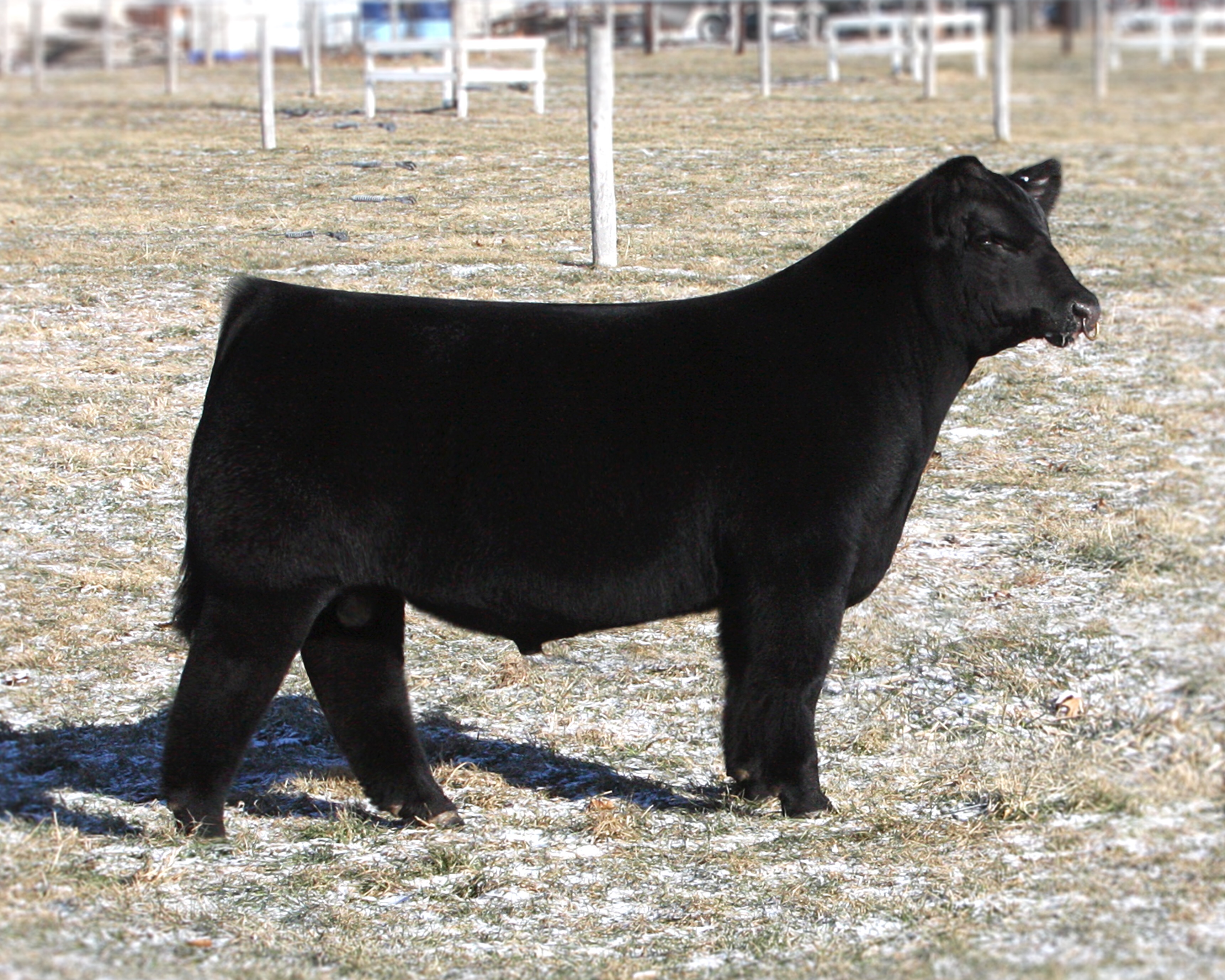 BMW Onset – New For 2017!! | Competitive Edge Genetics