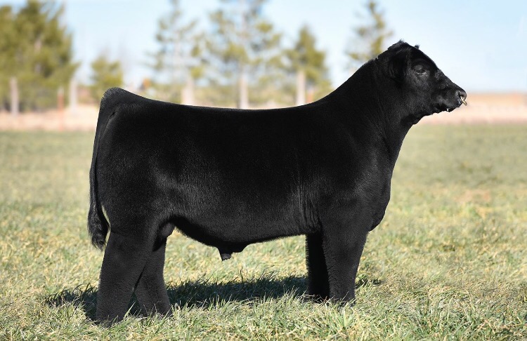 BMW Onset – New For 2017!! | Competitive Edge Genetics