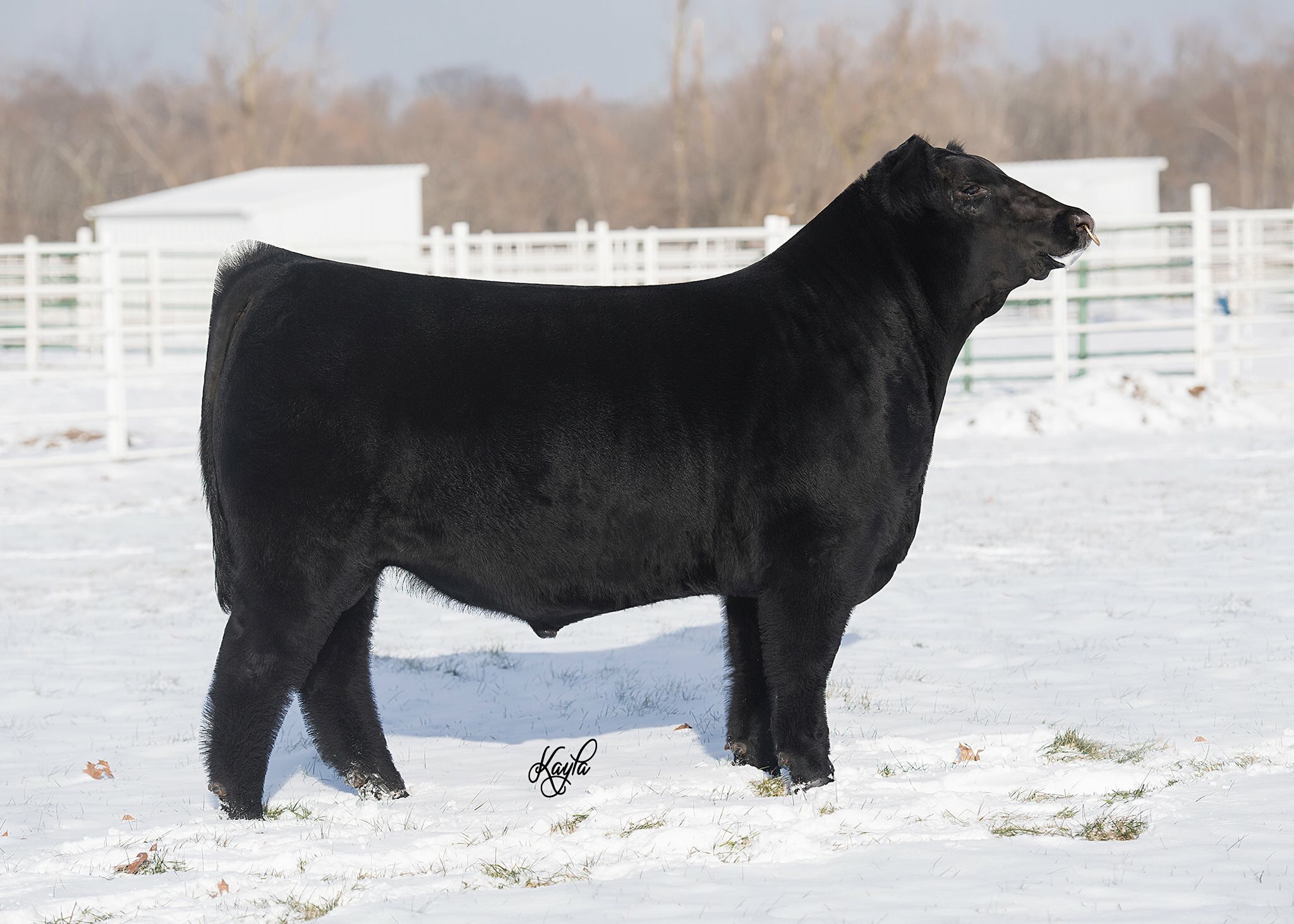 Nowatzke Cattle – Indiana | Competitive Edge Genetics
