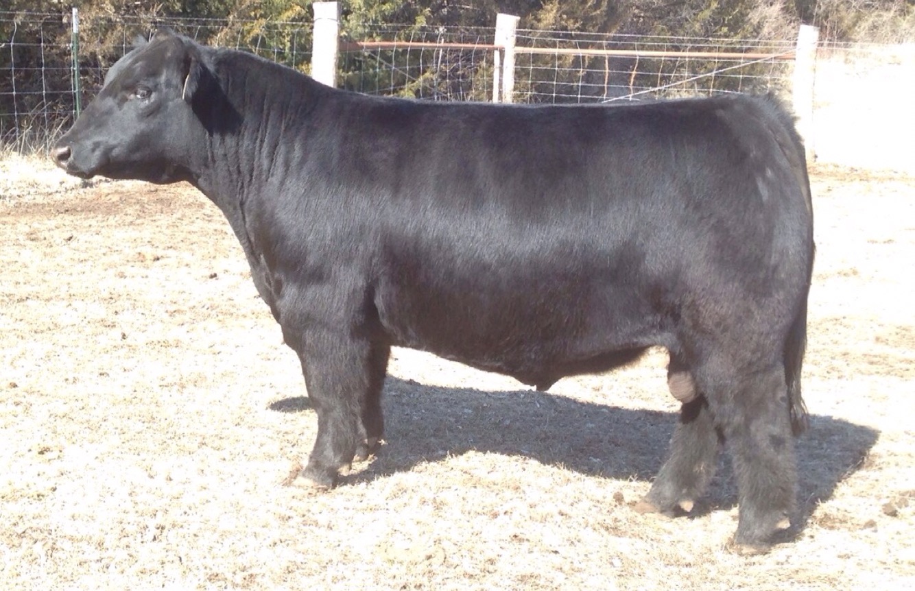 From Cody Williams – South Dakota | Competitive Edge Genetics