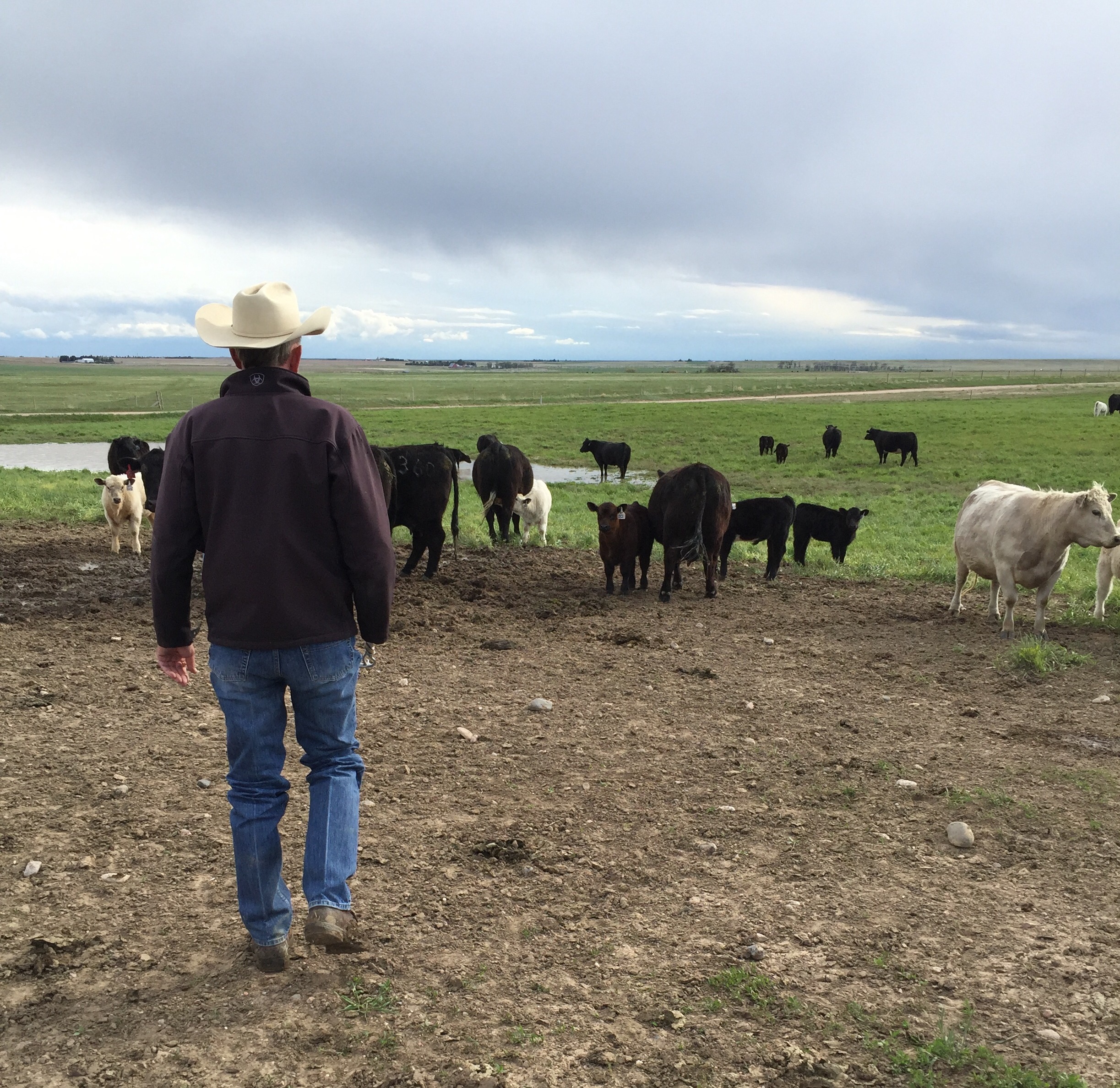 Duello Cattle Company – Wyoming | Competitive Edge Genetics