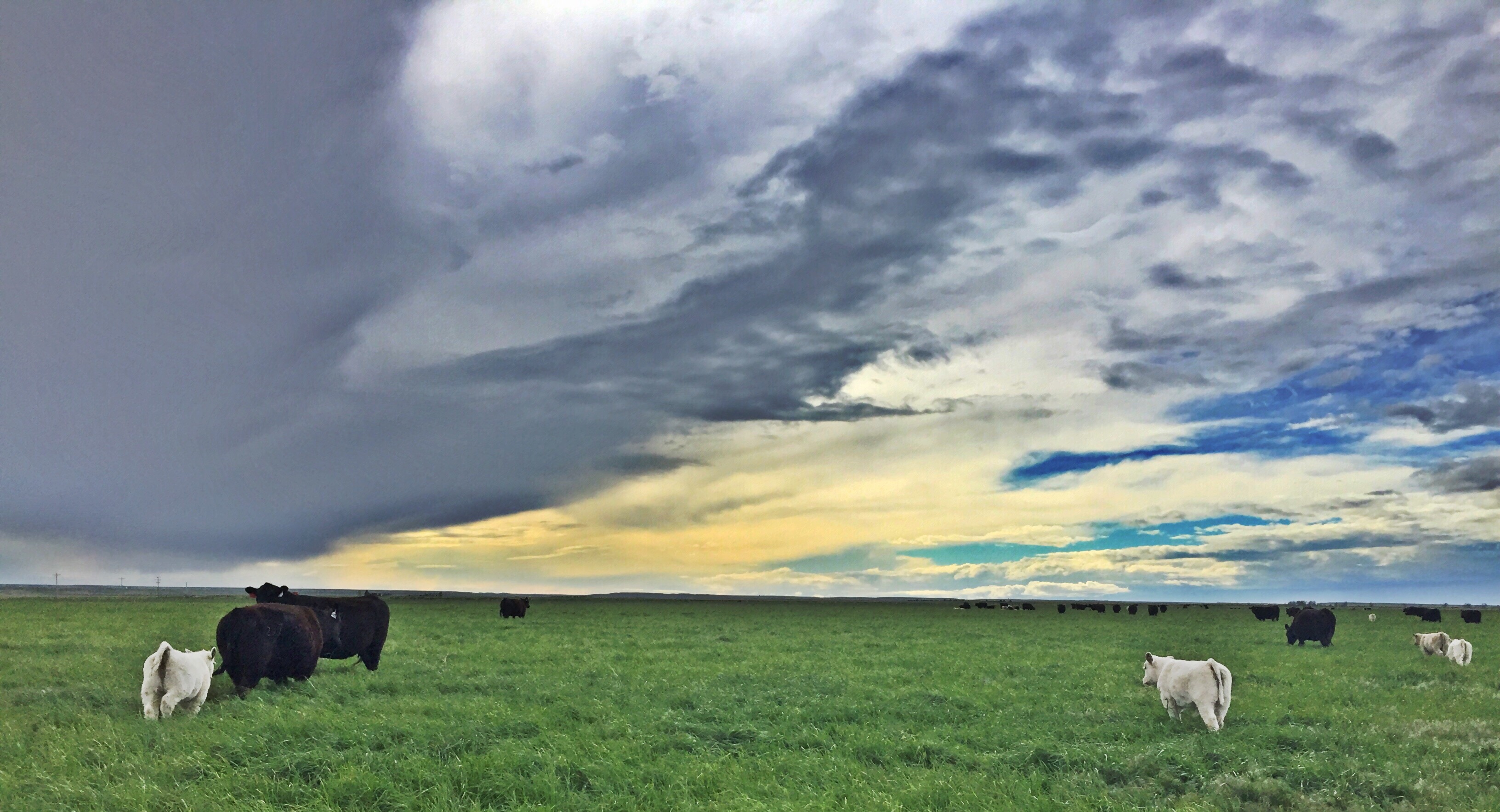 Duello Cattle Company – Wyoming | Competitive Edge Genetics