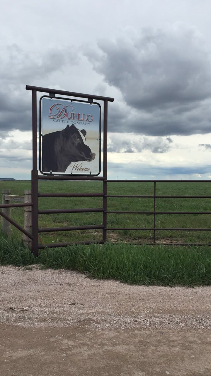 Duello Cattle Company – Wyoming | Competitive Edge Genetics