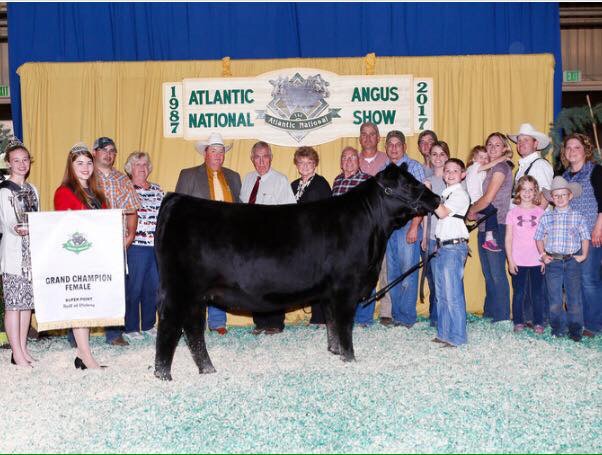 2017 Atlantic National Angus Show | Competitive Edge Genetics