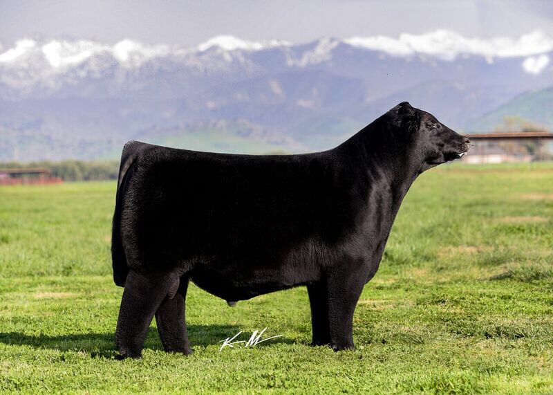 2018 Gibson County Preview | Competitive Edge Genetics