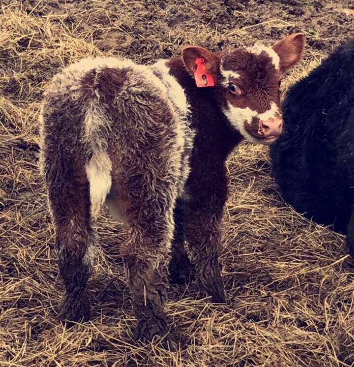 From Dylan Kernen – Ohio | Competitive Edge Genetics