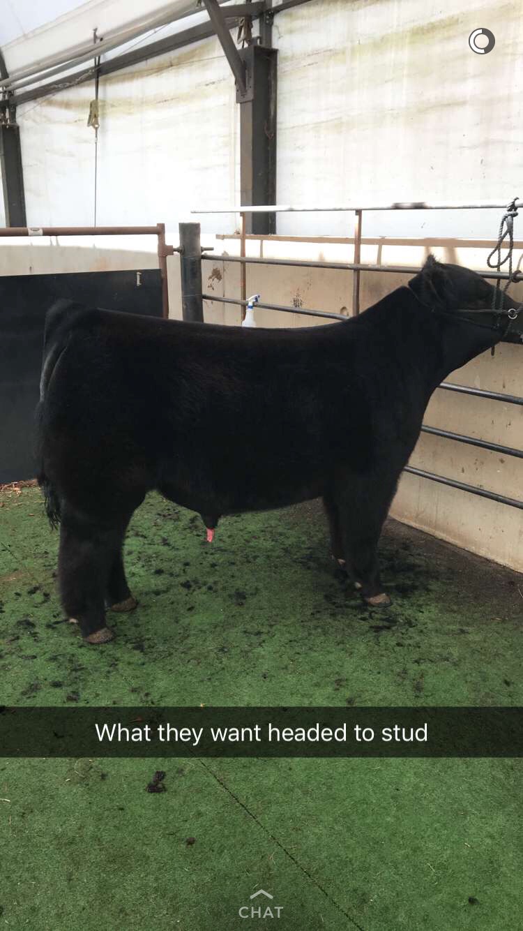 From Travis Bartels – Missouri | Competitive Edge Genetics