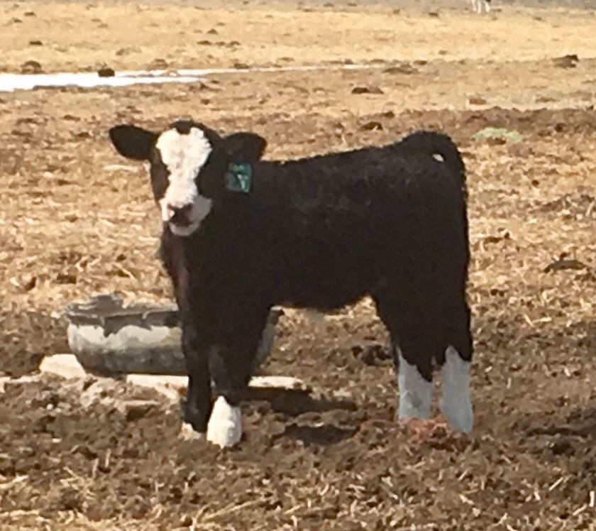 From Ryan Sellman – Nebraska | Competitive Edge Genetics
