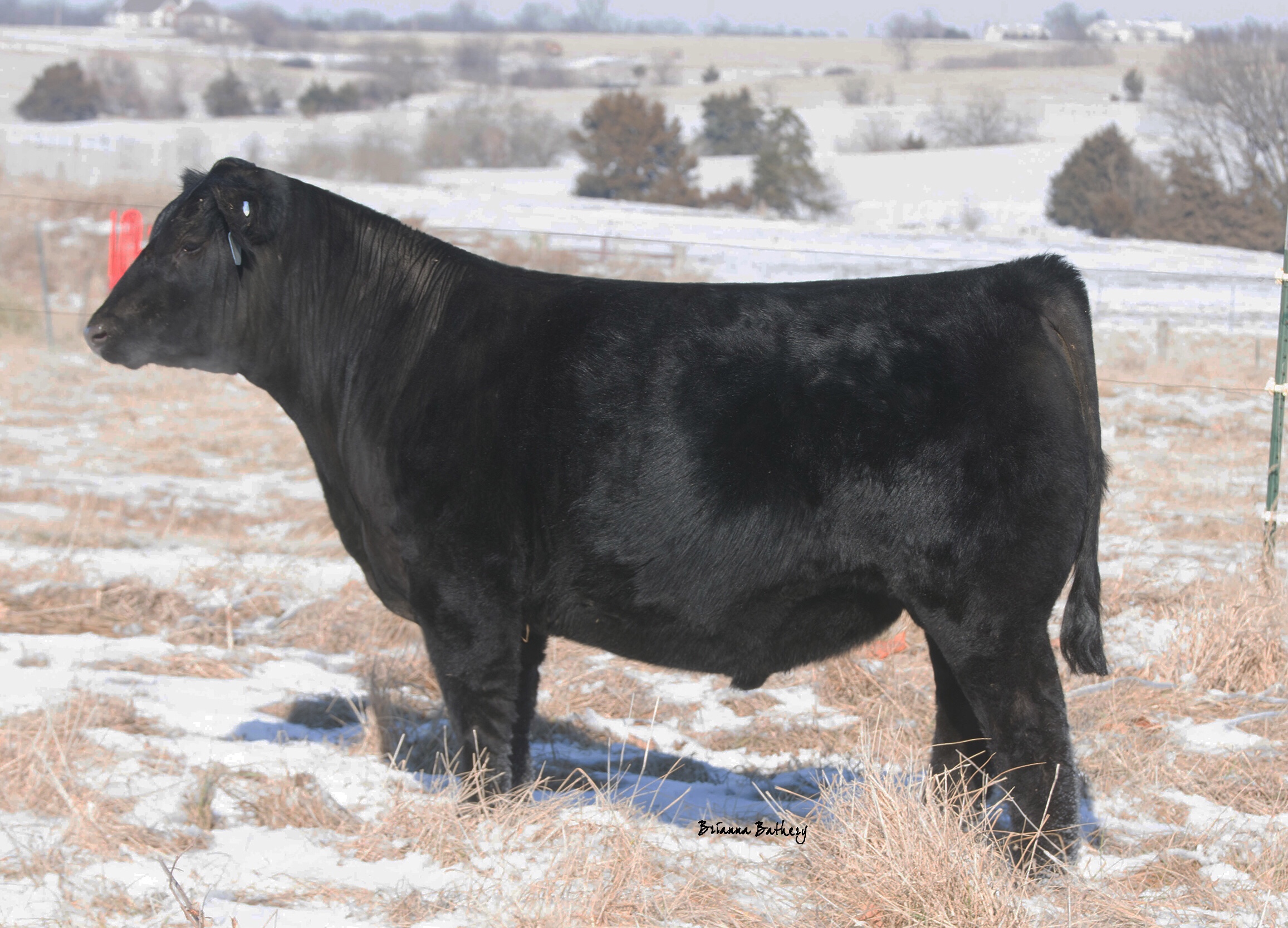 “Play It Safe” This Spring When Breeding First Calf Heifers ...