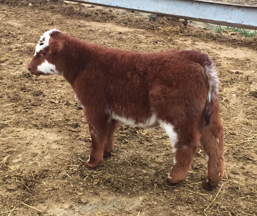 Control Freak – Cow Changer!! | Competitive Edge Genetics