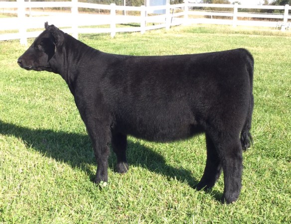 Blake Club Calves – South Dakota | Competitive Edge Genetics