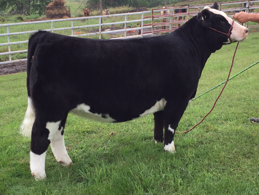 2018 Nebraska State Fair – Junior Heifer Show | Competitive Edge Genetics