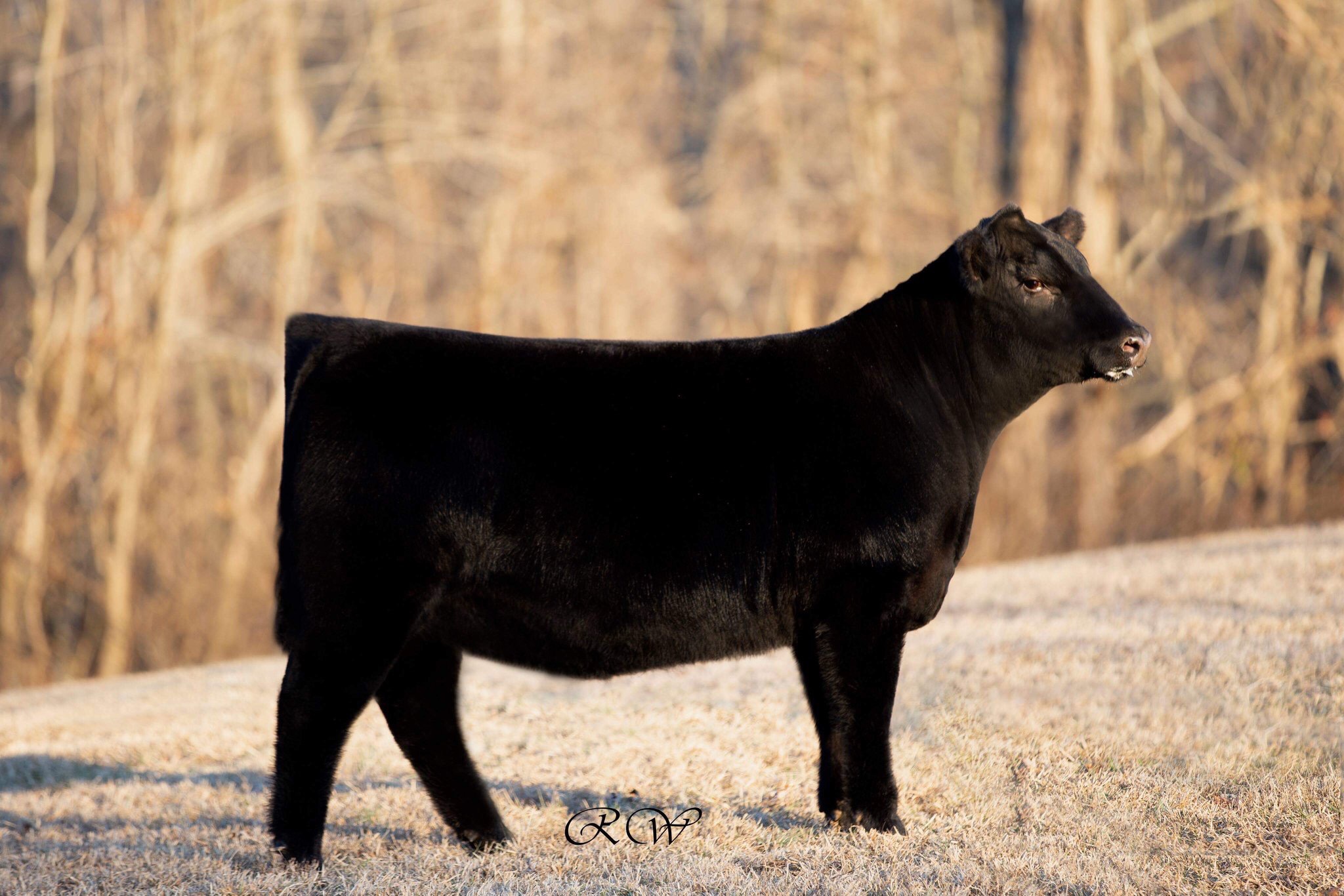 2019 Ohio Beef Expo – Donation Heifer | Competitive Edge Genetics