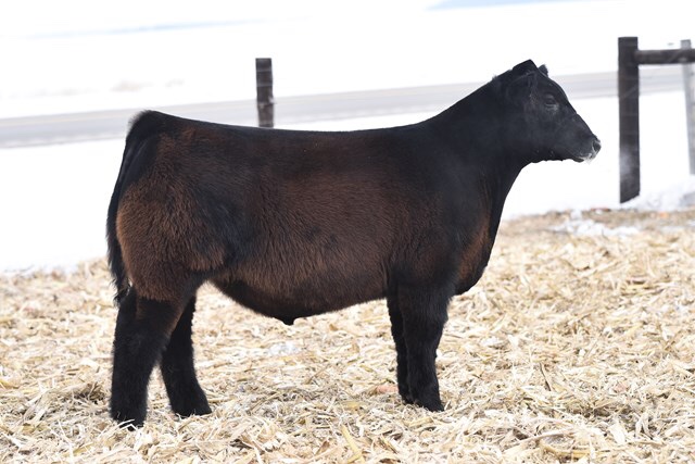 Boyert-Core Show Cattle – Iowa | Competitive Edge Genetics