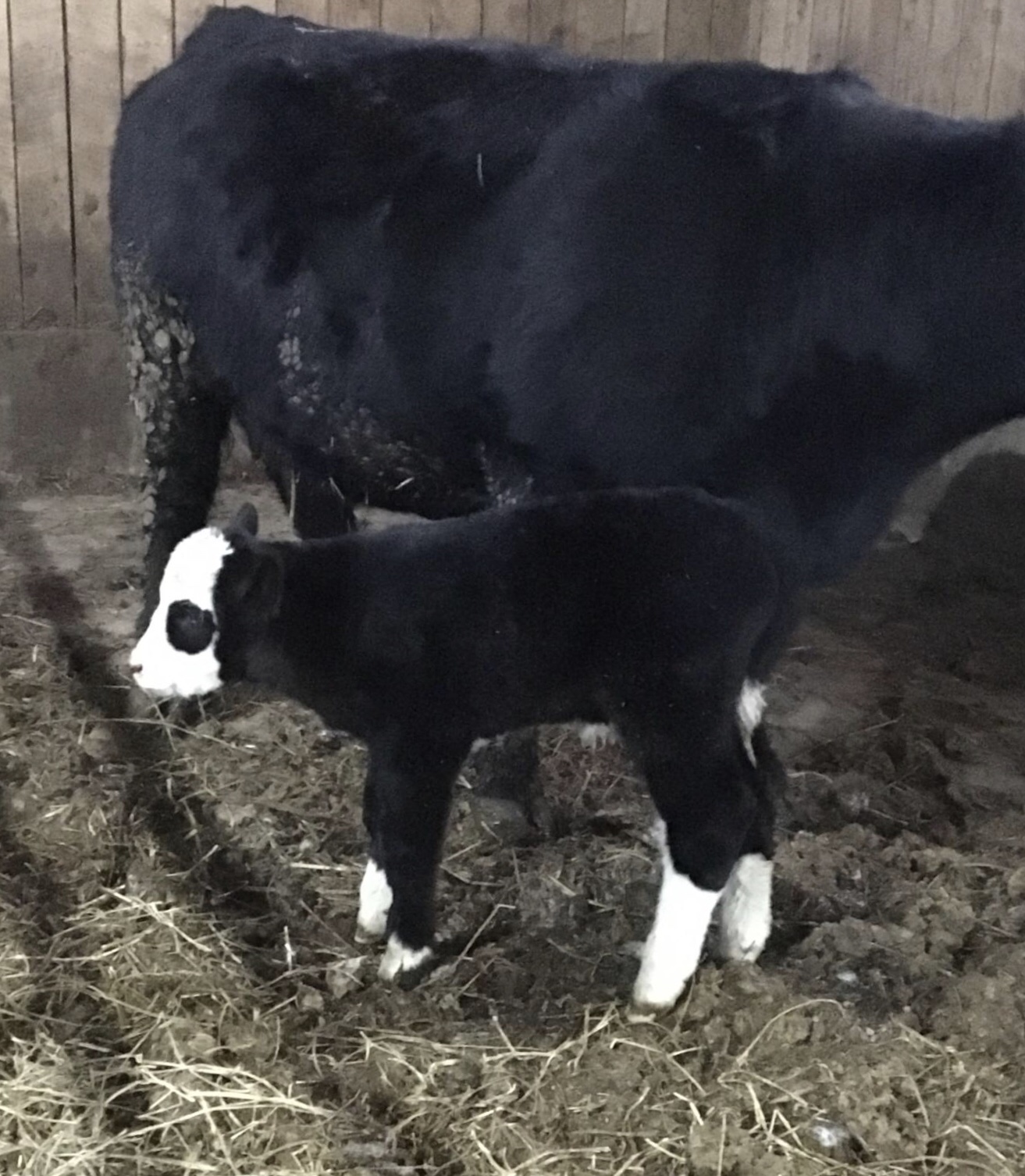 From Adam Schumm – Ohio | Competitive Edge Genetics