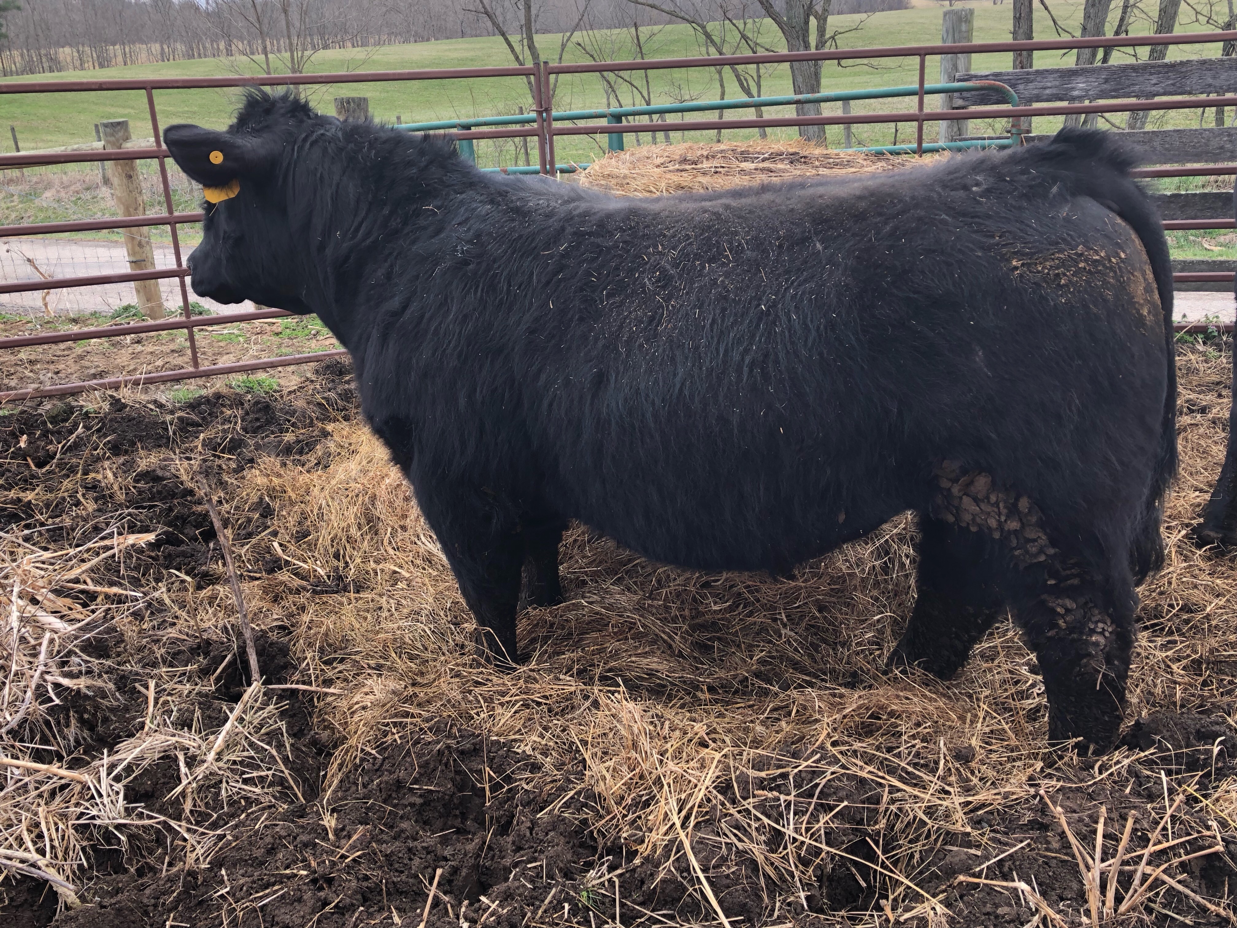 Hensler Show Cattle – Ohio | Competitive Edge Genetics