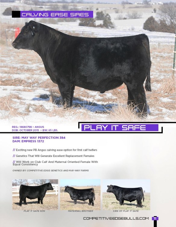 Colby Wood Show Cattle – Missouri | Competitive Edge Genetics