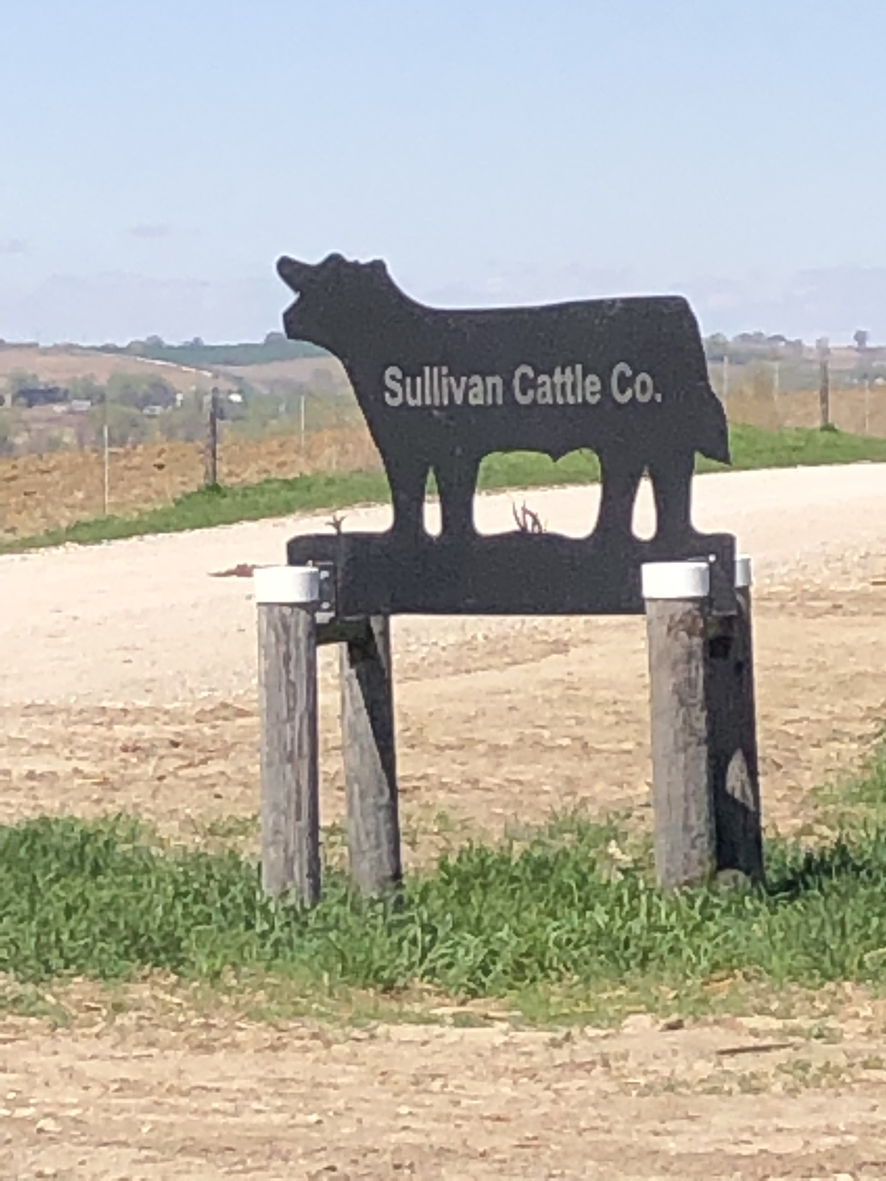 Sullivan Cattle Co. – Iowa | Competitive Edge Genetics