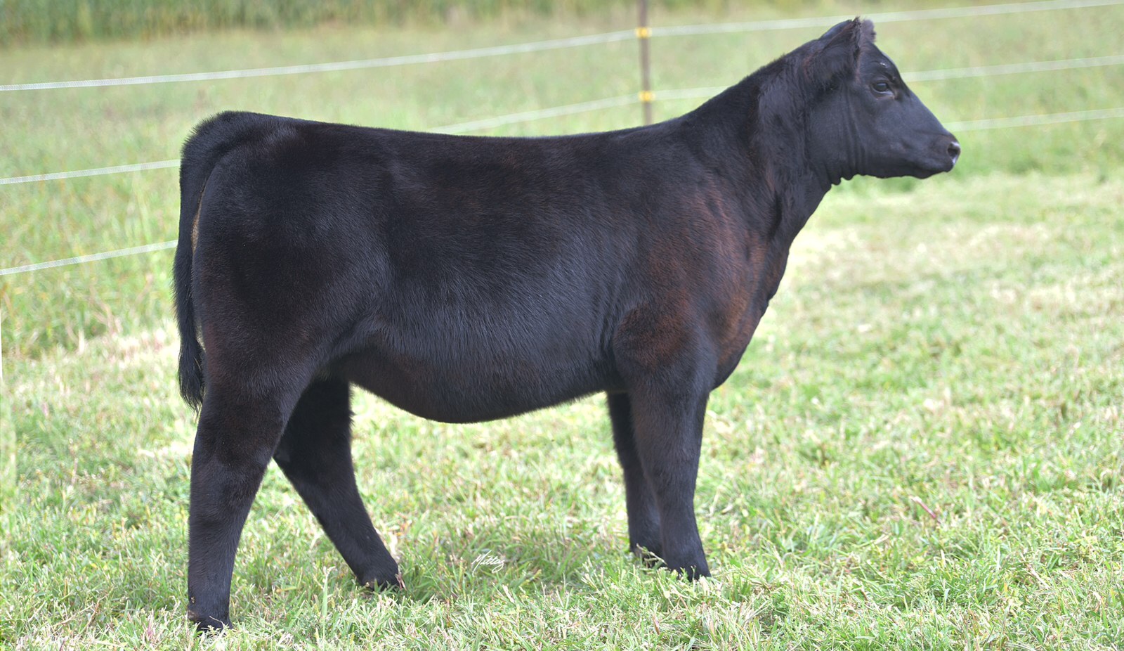 From Jayson Olson – Minnesota | Competitive Edge Genetics