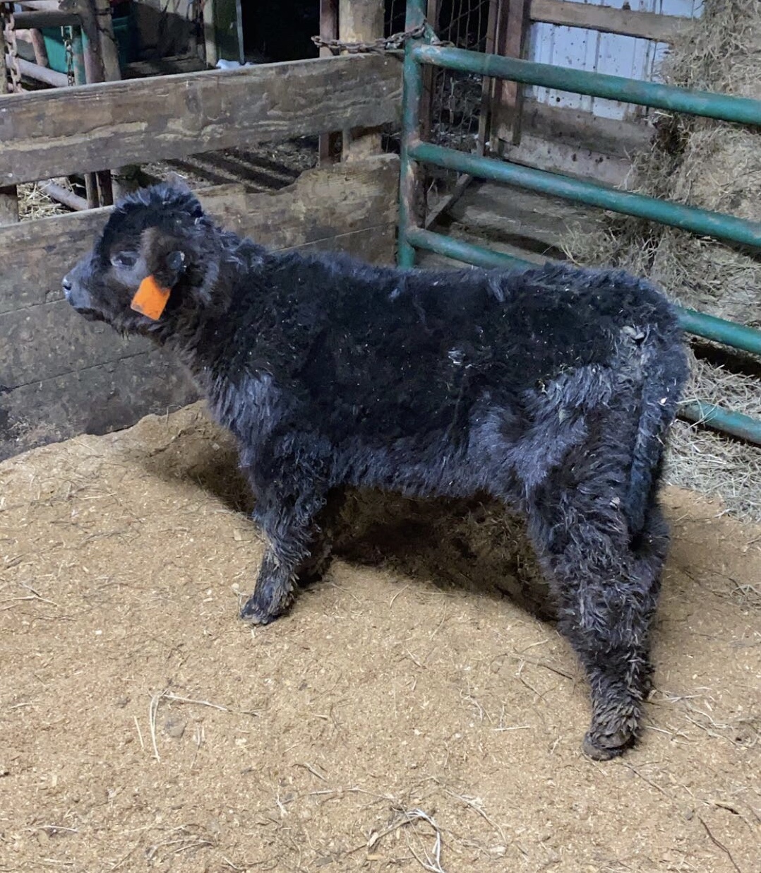 From Eric Dunfee – Ohio | Competitive Edge Genetics