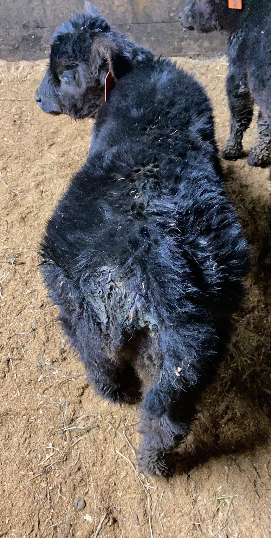 From Eric Dunfee – Ohio | Competitive Edge Genetics