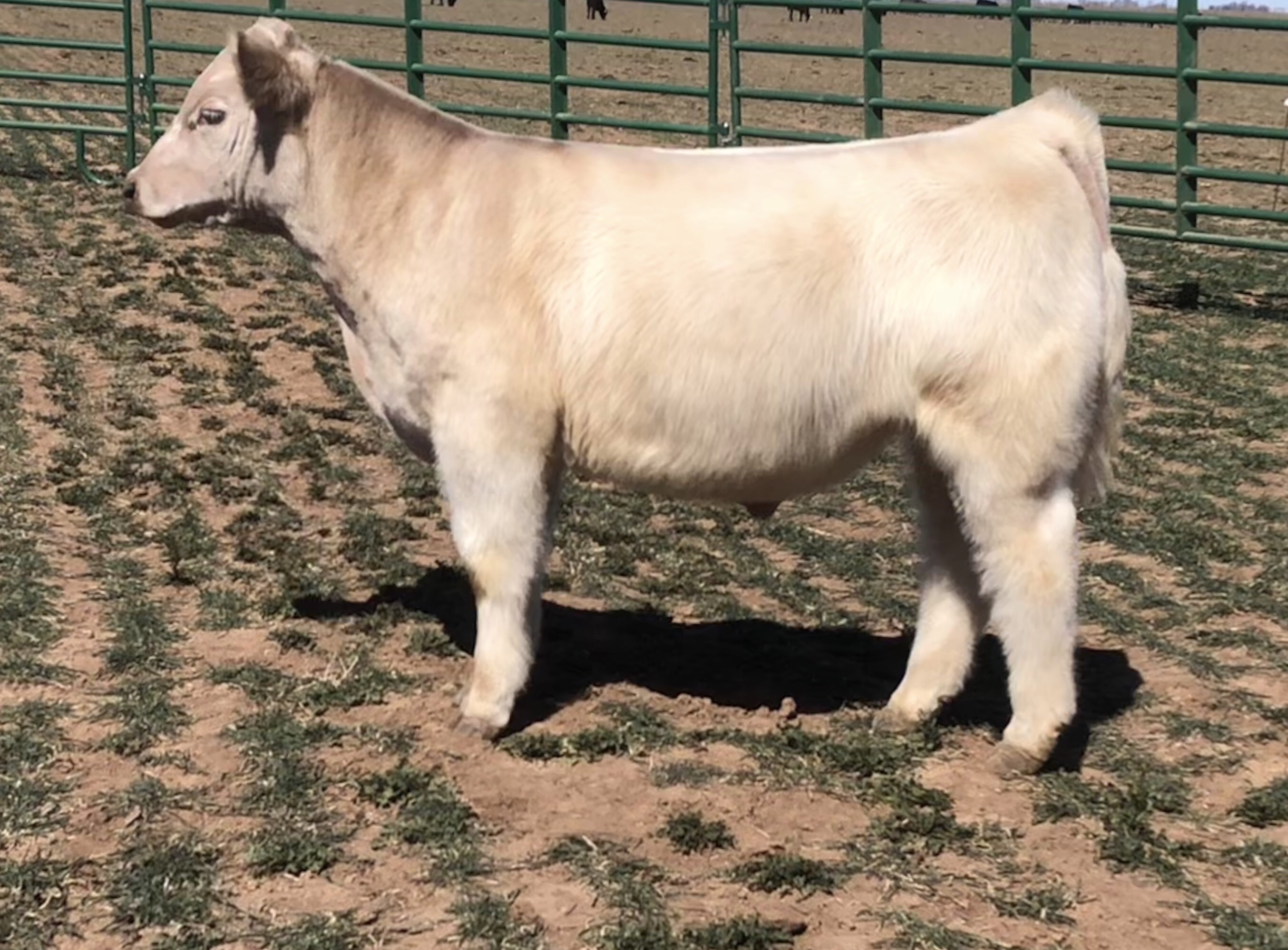 From Kurt Thomas – Texas | Competitive Edge Genetics