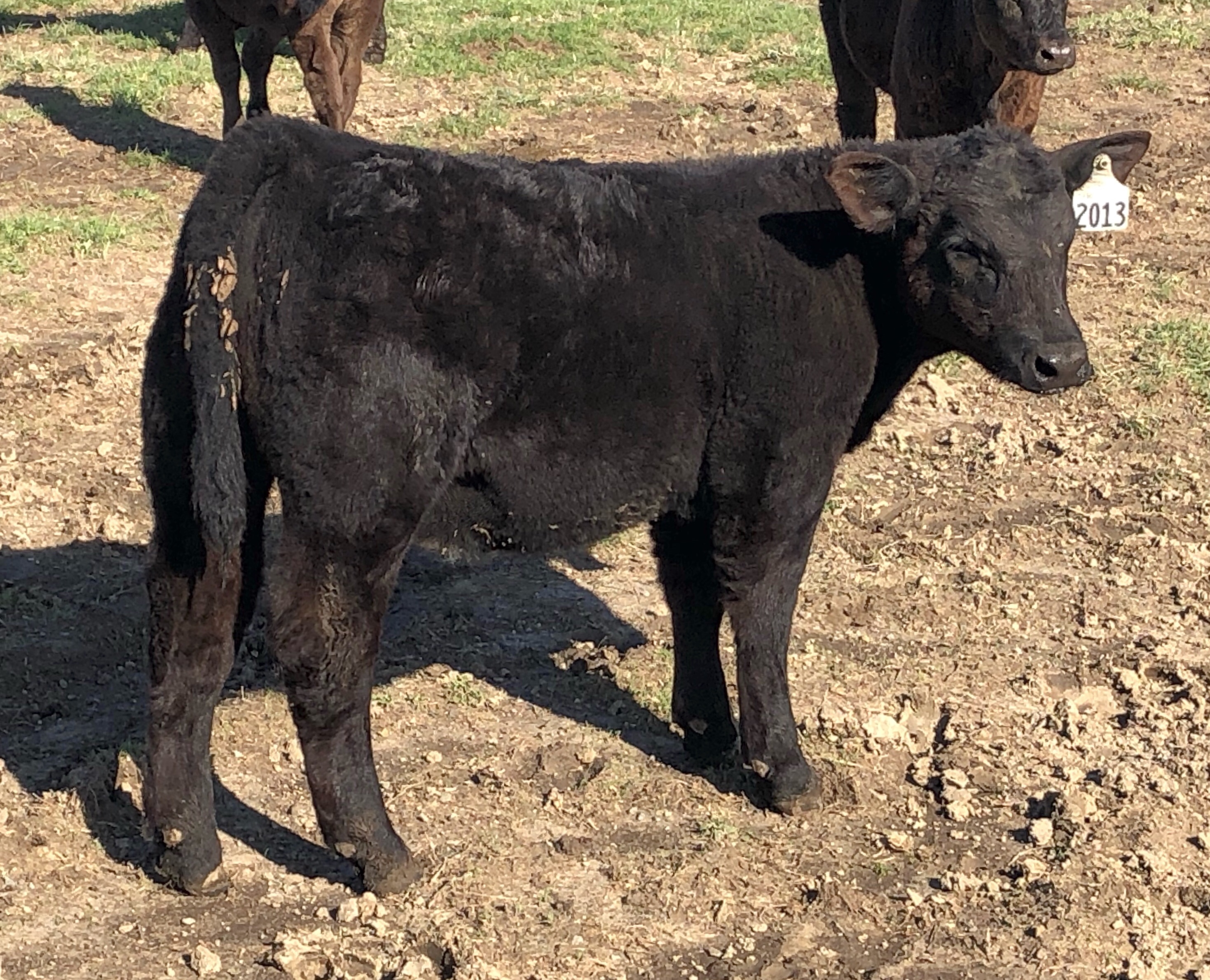 CampbellCo Cattle – Ohio | Competitive Edge Genetics