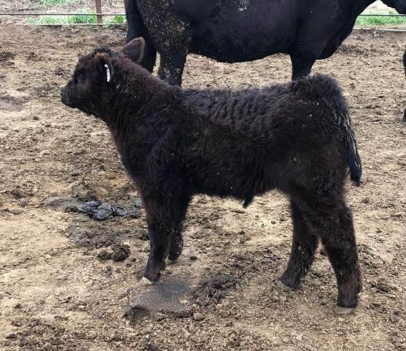 Gall Show Cattle – Nebraska | Competitive Edge Genetics