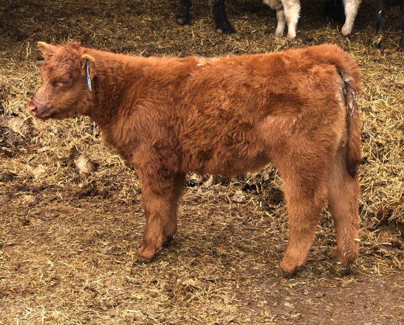 Pesek Show Cattle – Minnesota | Competitive Edge Genetics