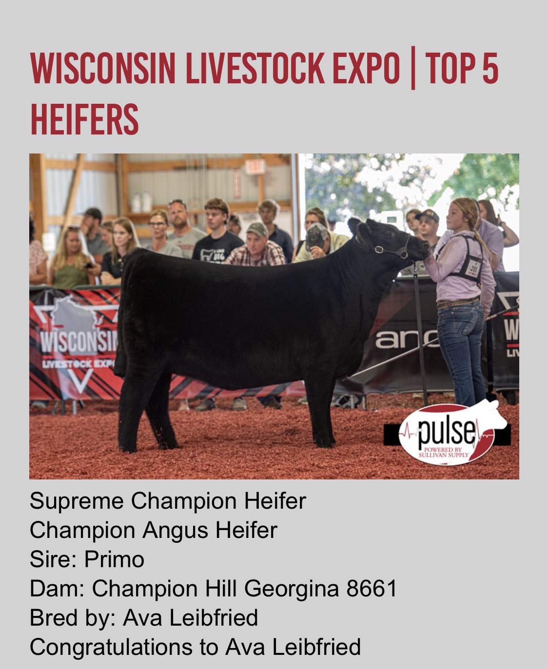 2020 Wisconsin Livestock Expo – Heifer Show | Competitive Edge Genetics
