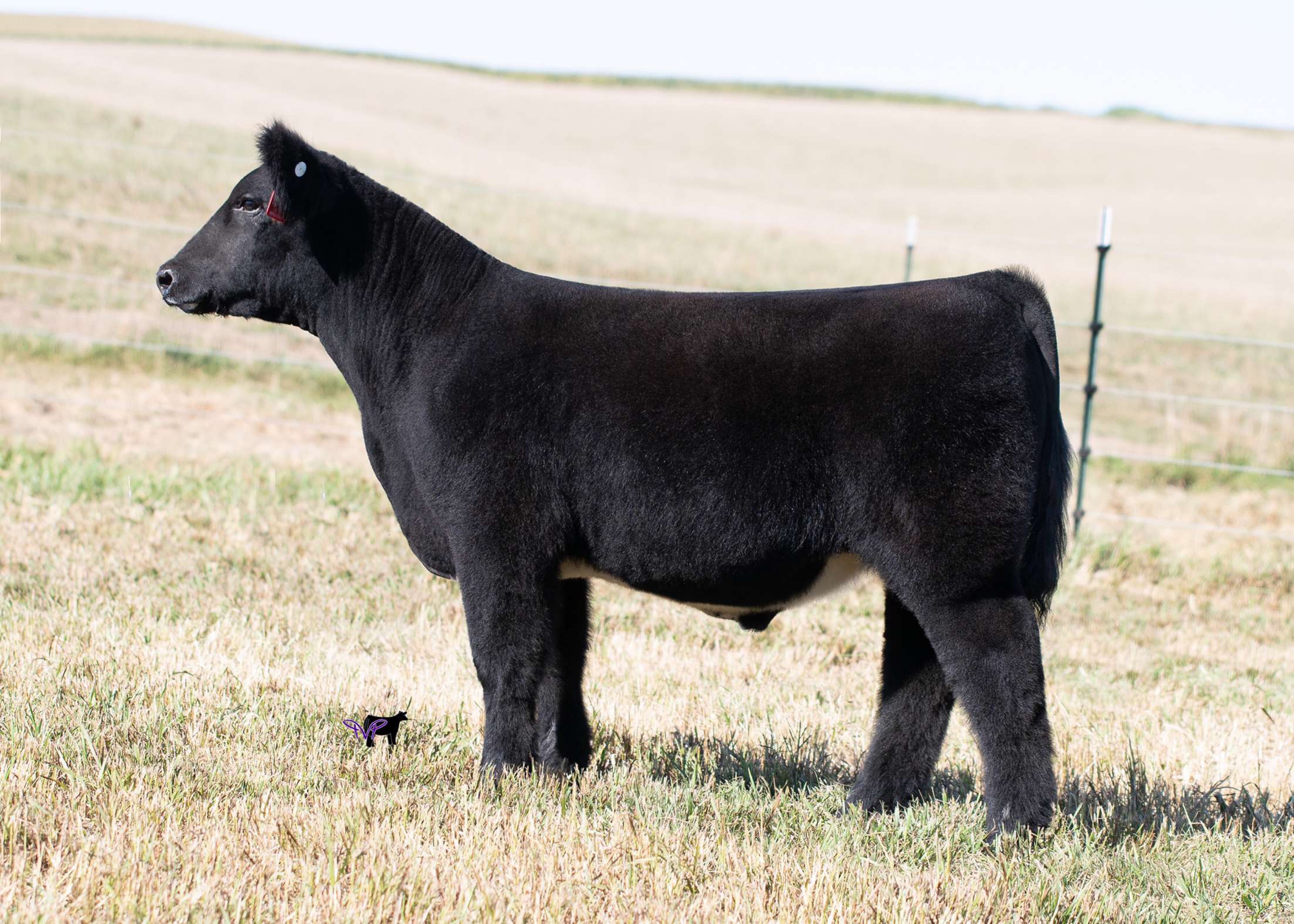 From Ryan Dunklau – Nebraska | Competitive Edge Genetics