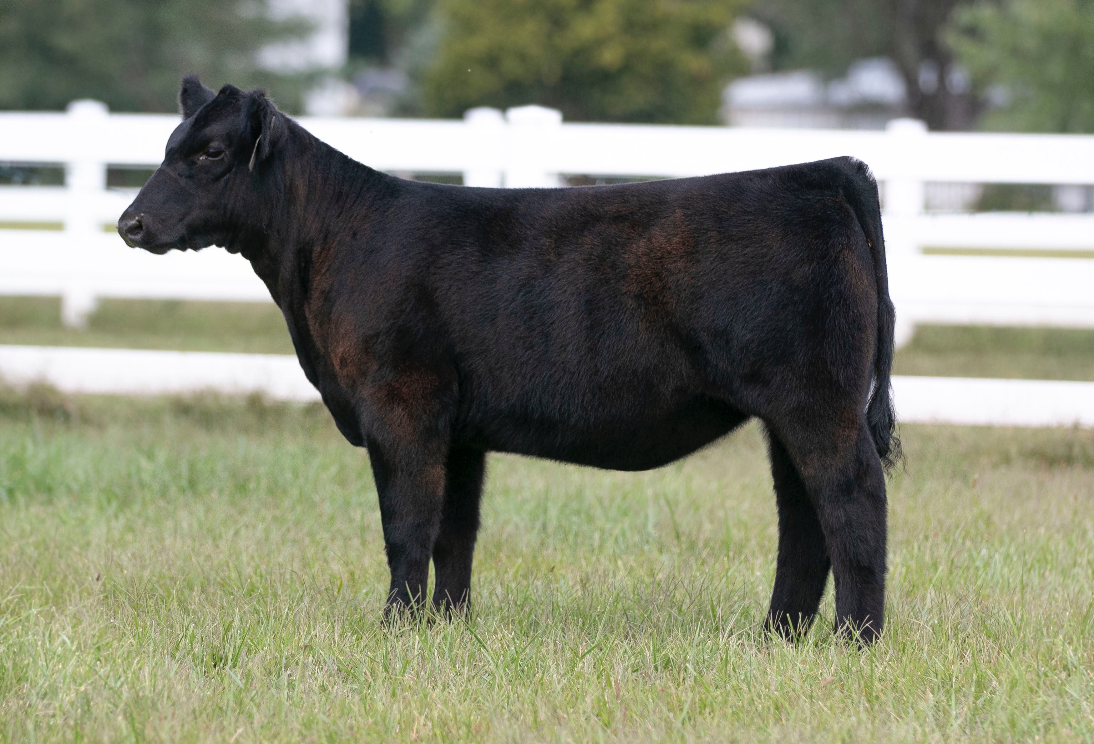 For Sale Now!! | Competitive Edge Genetics