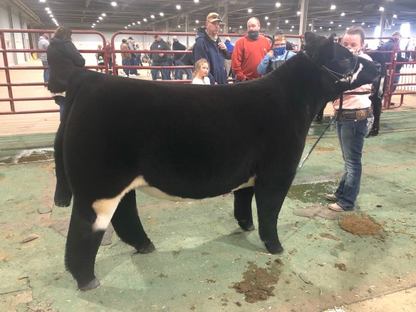 2021 Kentucky Beef Expo | Competitive Edge Genetics
